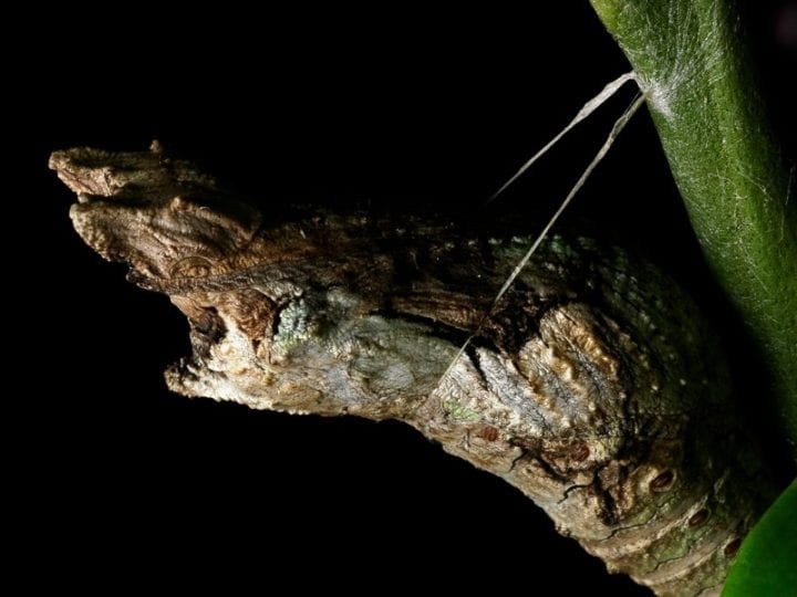 Mark Widick Photography