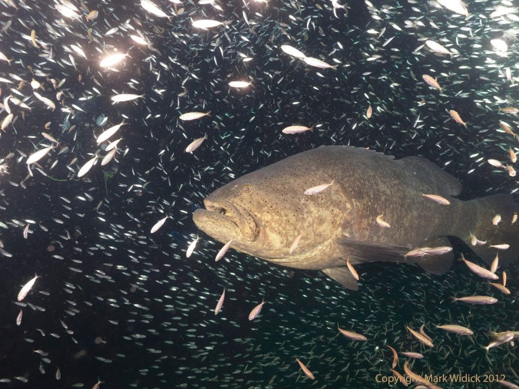 Mark Widick Photography